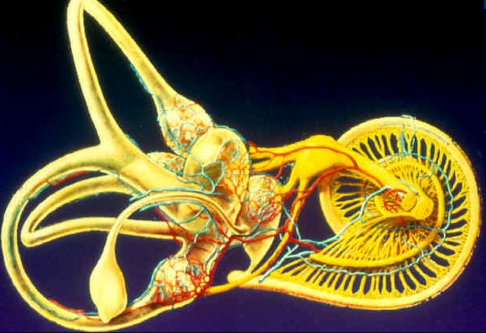 Vestibular Testing | Seattle Dizzy Group