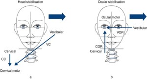 Posture and Balance | Seattle Dizzy Group